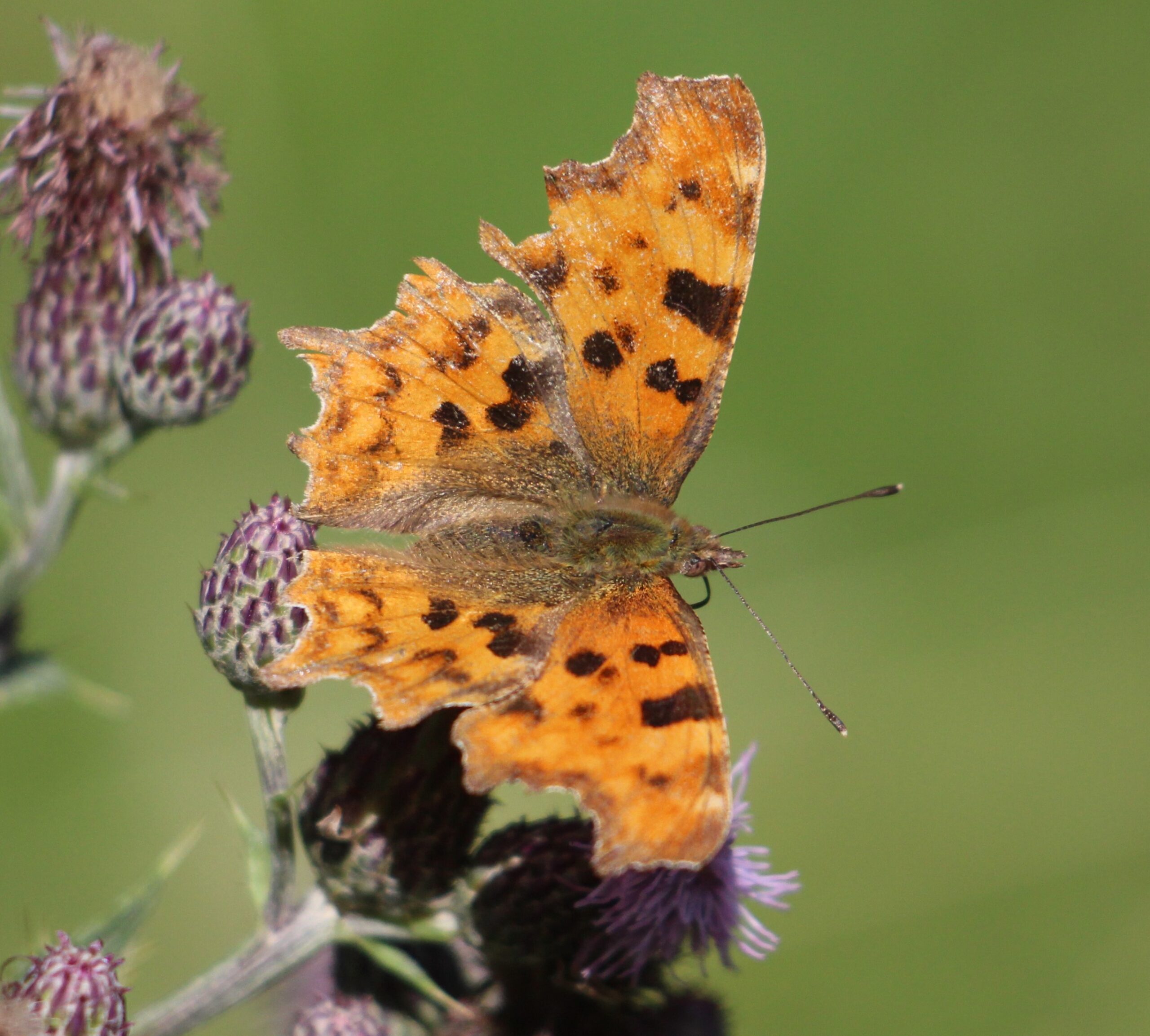 Summertime Walk on the Wildside – Rudyard Lake